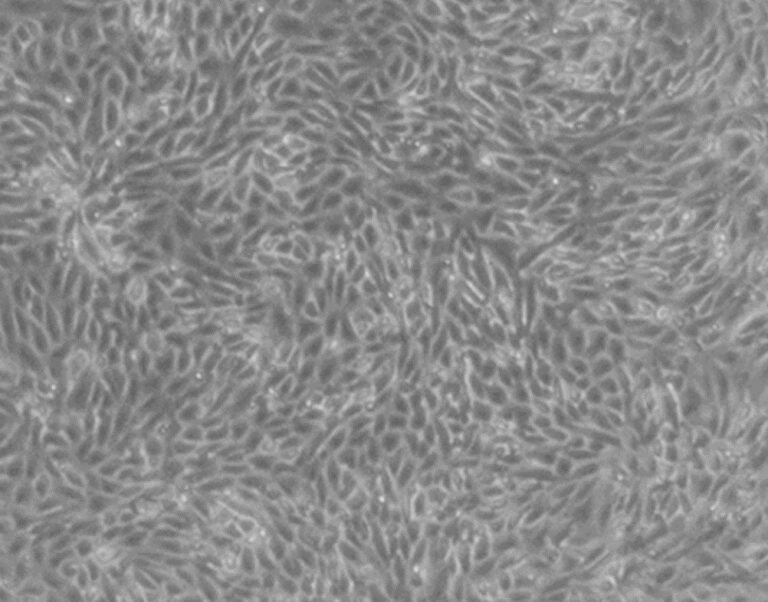Products – Renakbiotech